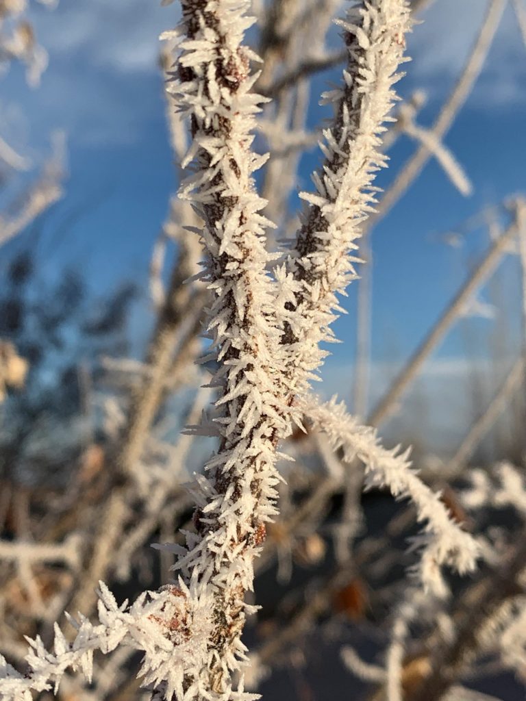 *Weather Quiz* Was It Rime Ice or Hoar Frost? – BoulderCAST